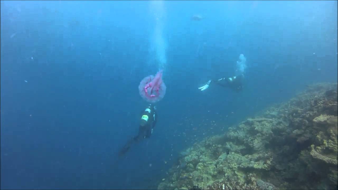 Meduse australienne - YouTube