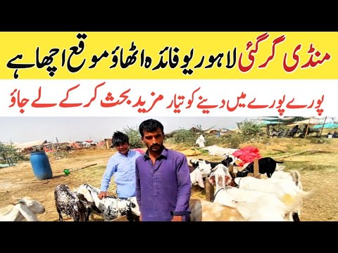 Mandi Gir Gai Lahoriyo Faida Uthao | Kahna Mandi Bakra Rates 2026 | Lahore Bakra Mandi 2026