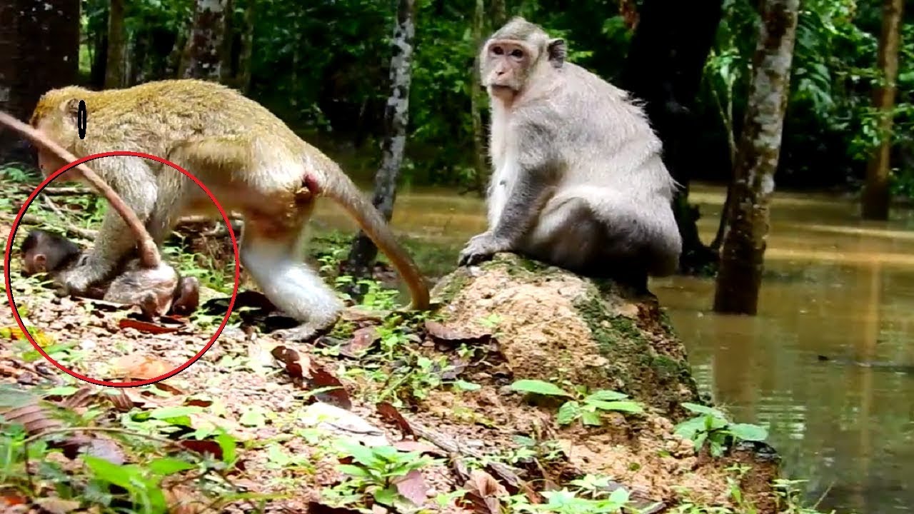 Baby Monkey Gone Away Soonest Cos Bad Monkey Sit On ST1299 Mono Monkey ...