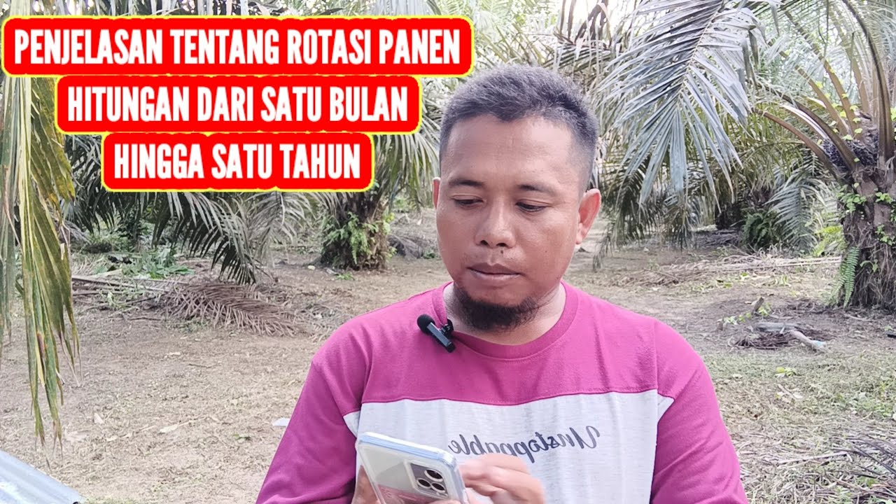 Penjelasan tentang rotasi panen kelapa sawit,bulanan,tahunan - YouTube