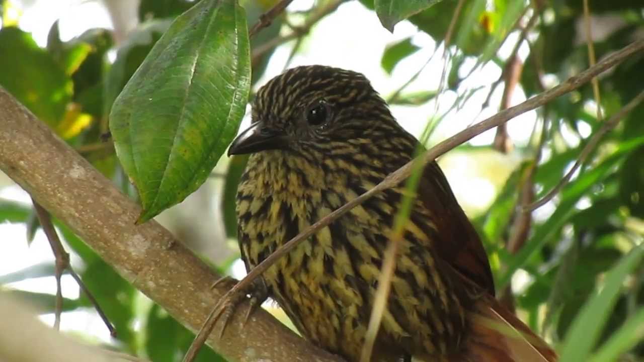 Flammulated Treehunter Thripadectes flammulatus 1 San Lorenzo Ridge ...