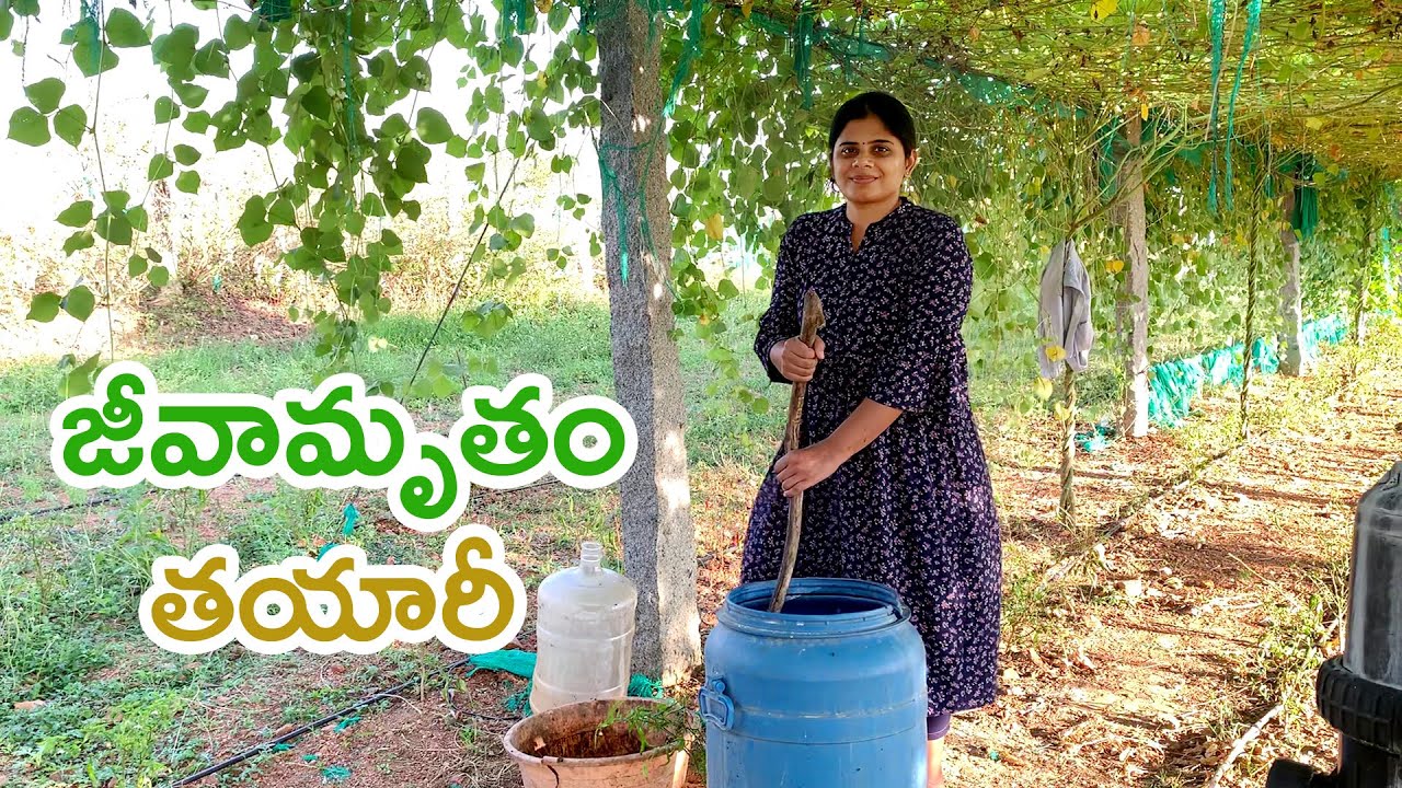 పొలం లో జీవామృతం తయారీ|| B Like Bindu Farm Series - YouTube