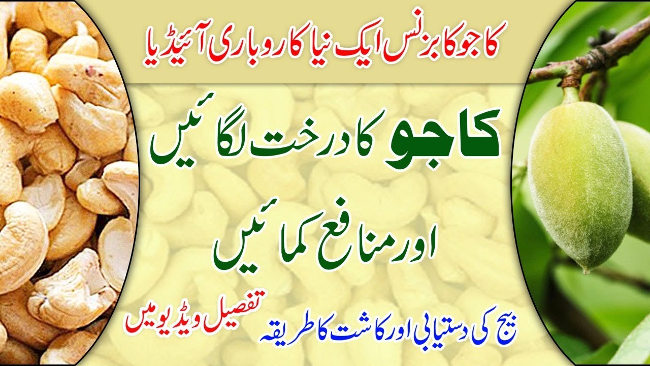 How to Grow Cashew || Kaju ki kasht || Kaju farming in pakistan ...