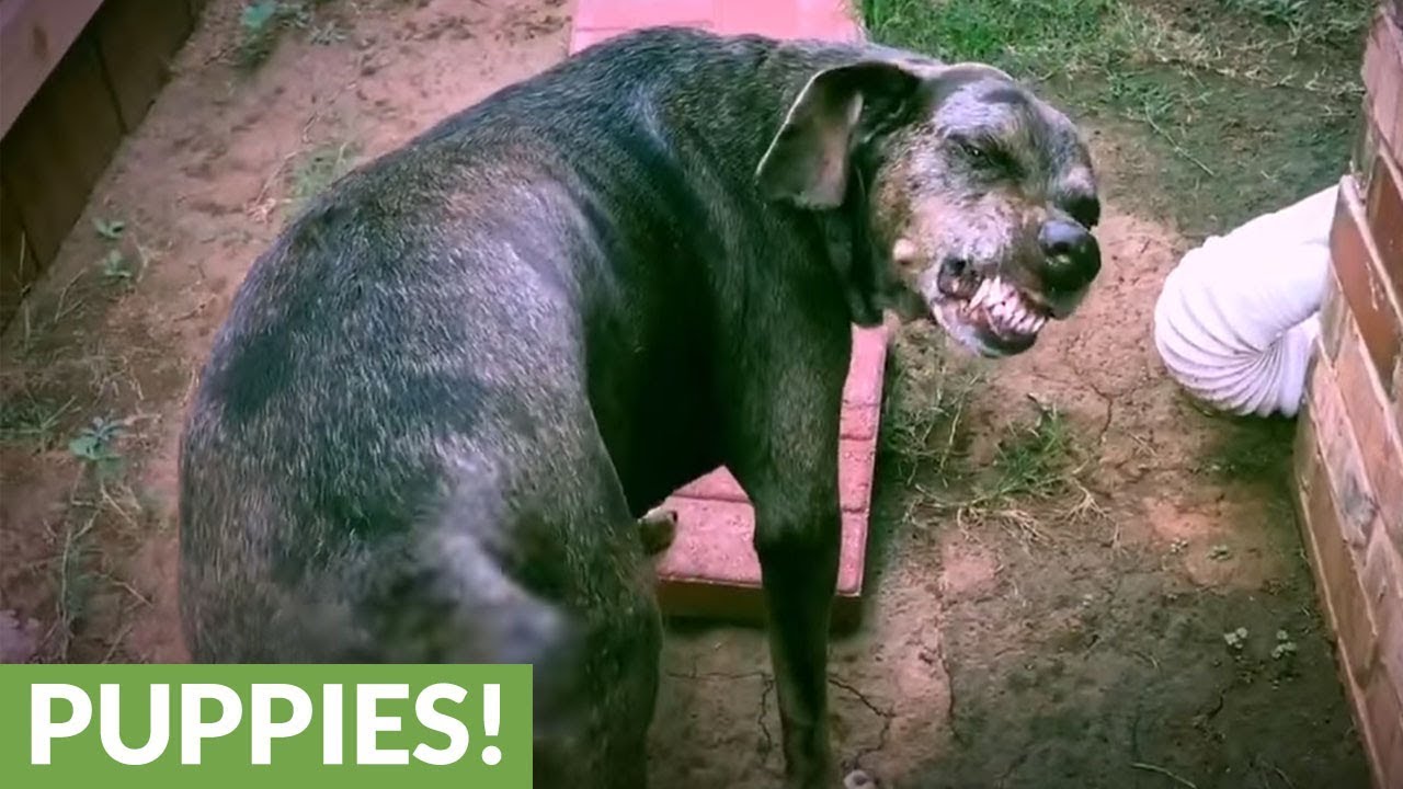 Guilty dog gets in trouble, smiles about it! - YouTube