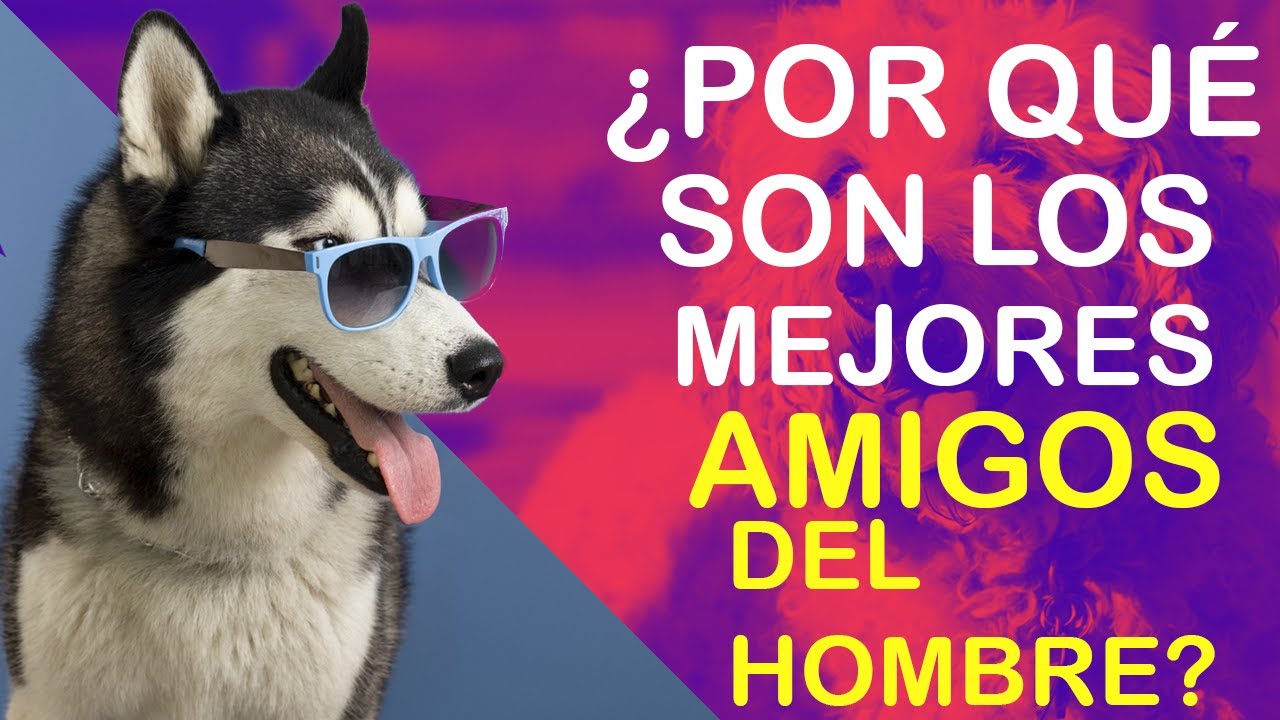 ¡Descubre por qué los Perros son el MEJOR AMIGO del Hombre! 🐾🐶 - YouTube