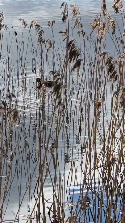 2025 m. kovo 27 d. - YouTube