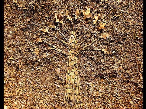 Trees Comparison: Mulched/Unmulched, Watered/Unwatered - YouTube