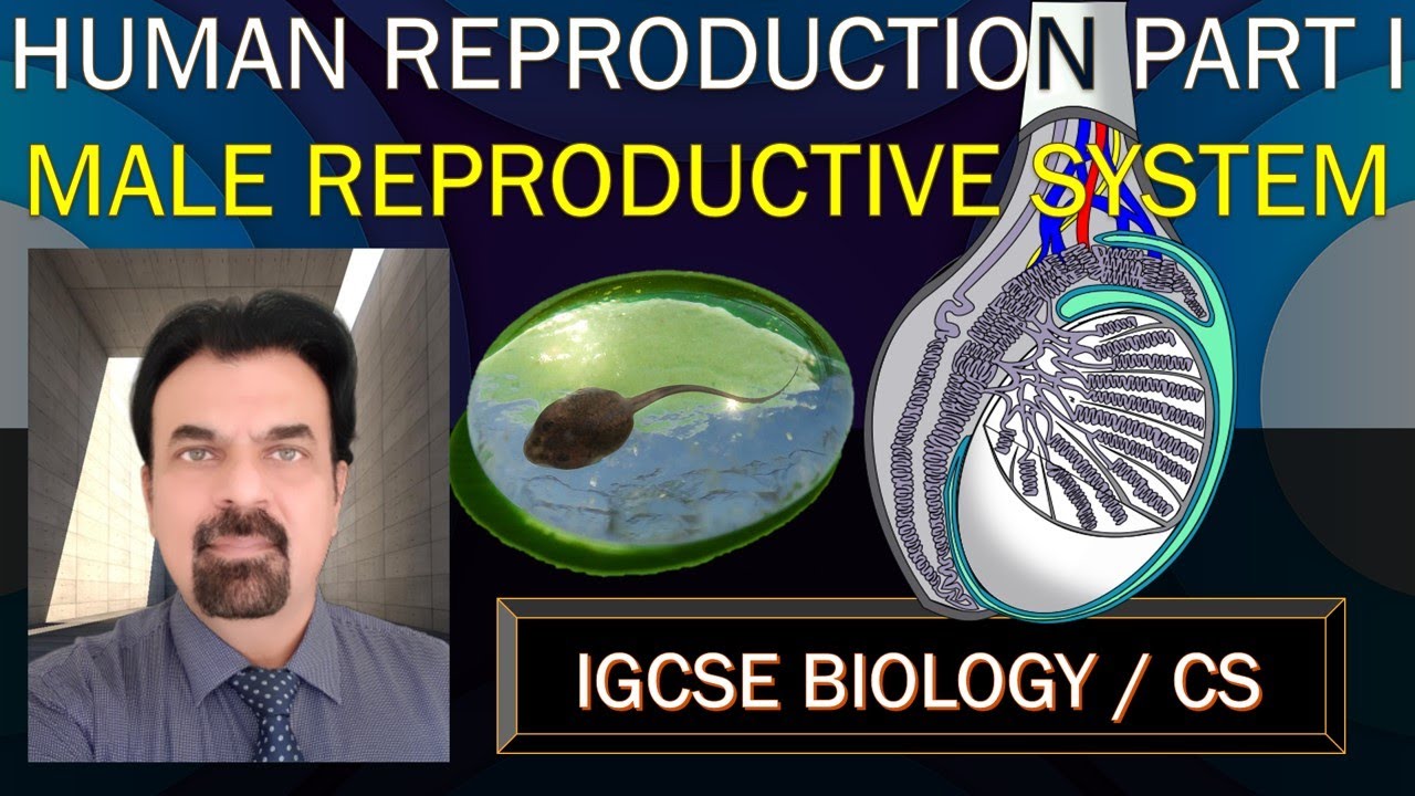 Male Reproductive System IGCSE - YouTube