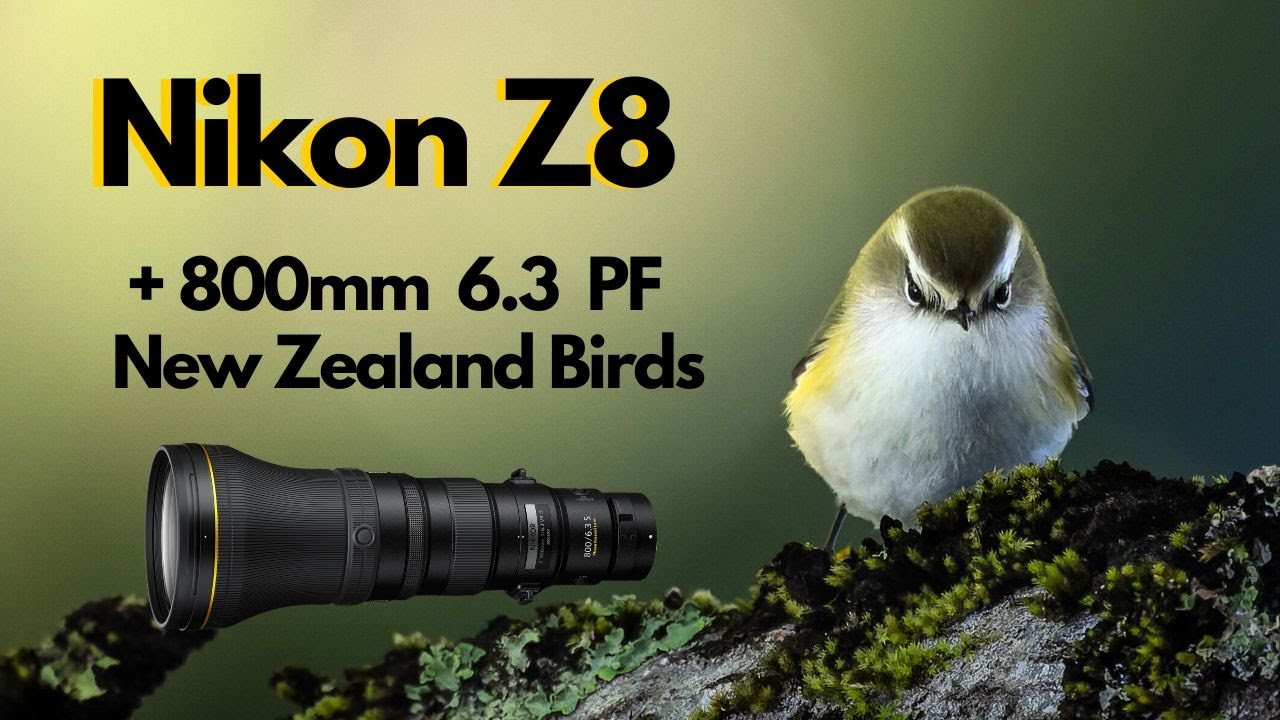 Nikon Z8 and 800mm 6.3 PF lens. LOW LIGHT. Wildlife Bird Photography ...