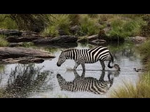 The Great Zebra Migration - Mating #National Geographic #Full Documentary HD