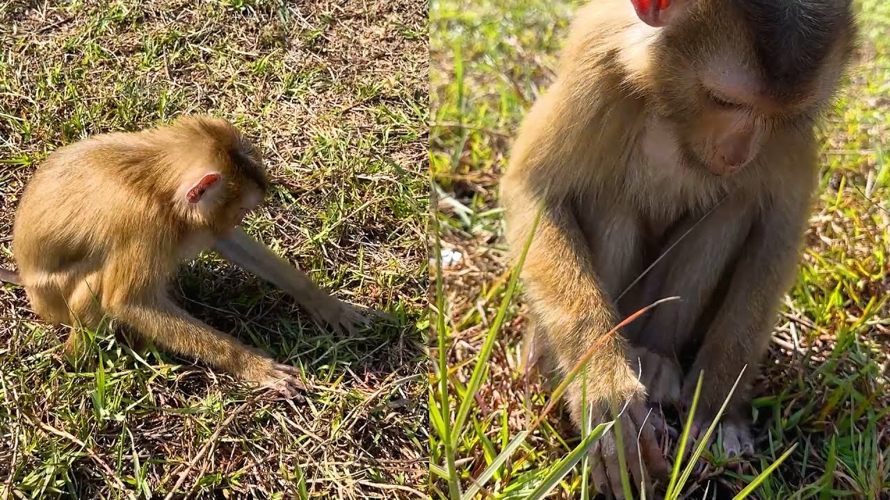 No longer with FAMILY! Monkey Kaka must fend for himself to survive ...