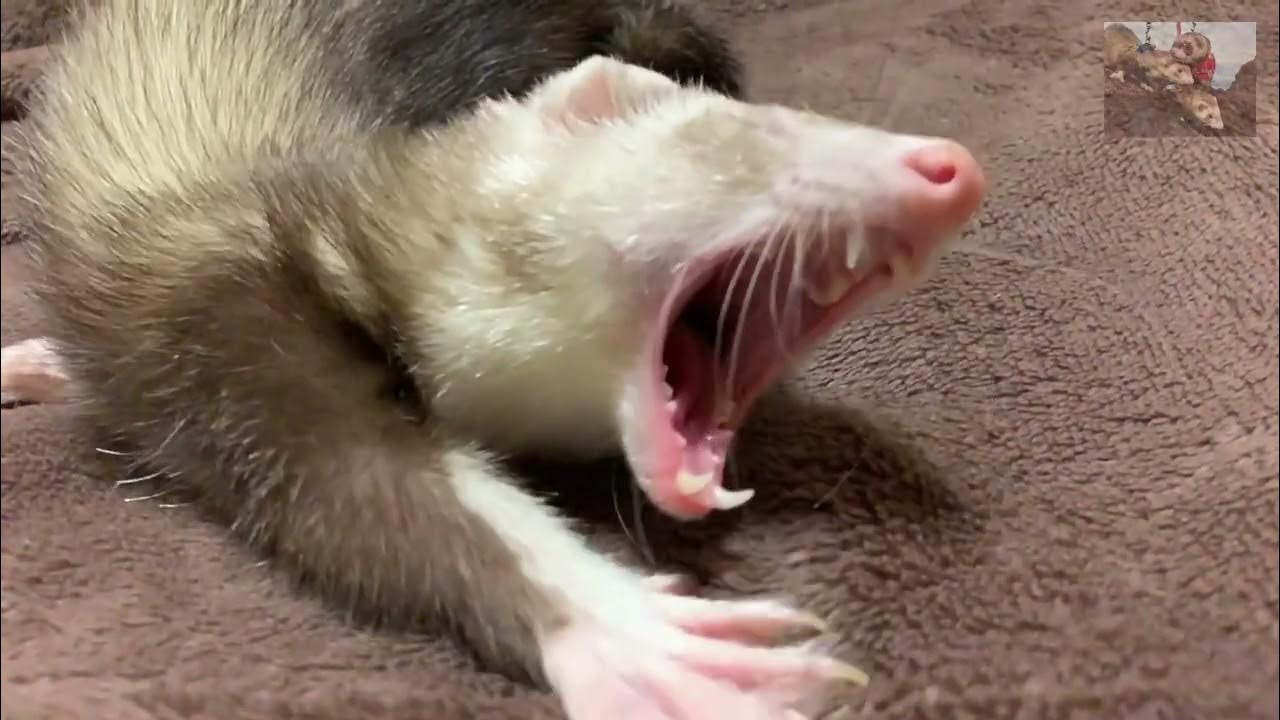 vol.947 Ferret yawning.Roja(Ferret)ver. - YouTube