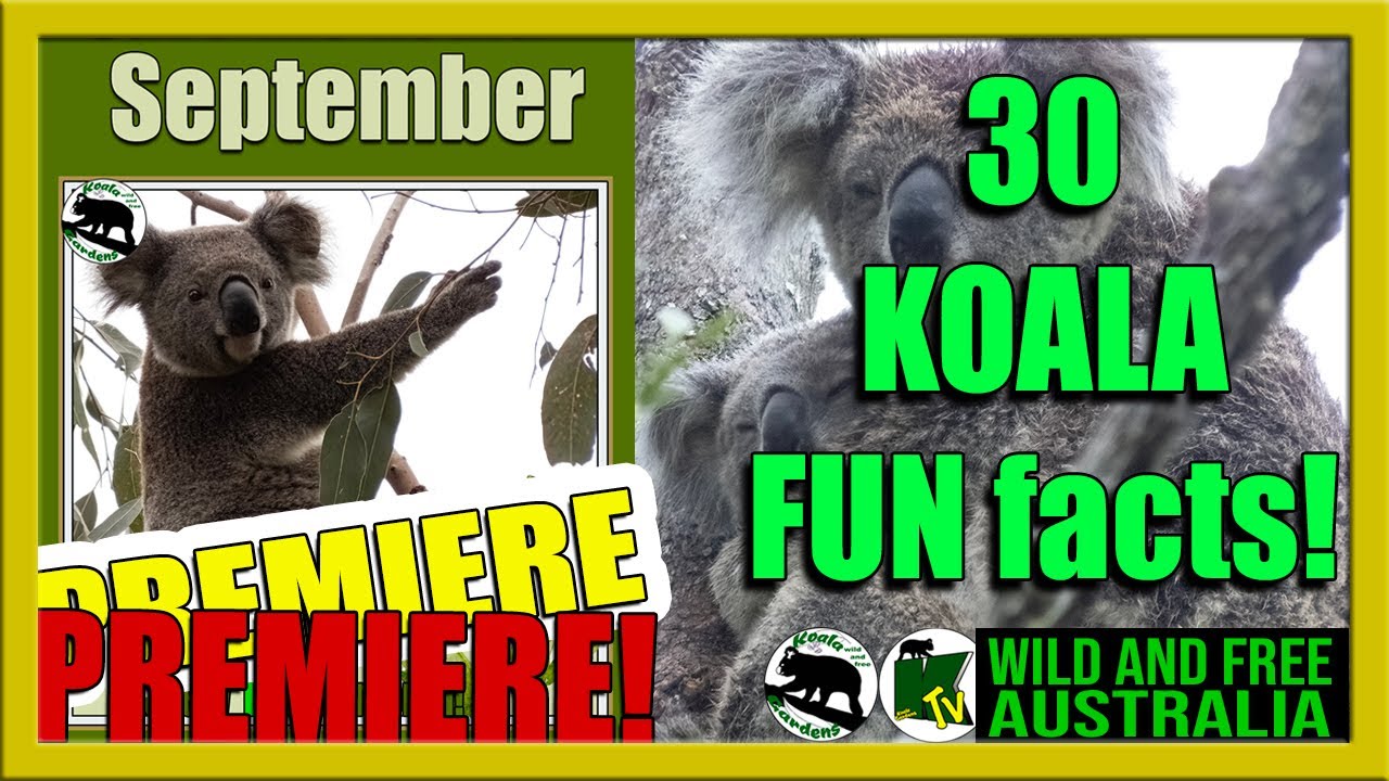 PREMIERE 30 FUN KOALA FACTS to watch together! - YouTube