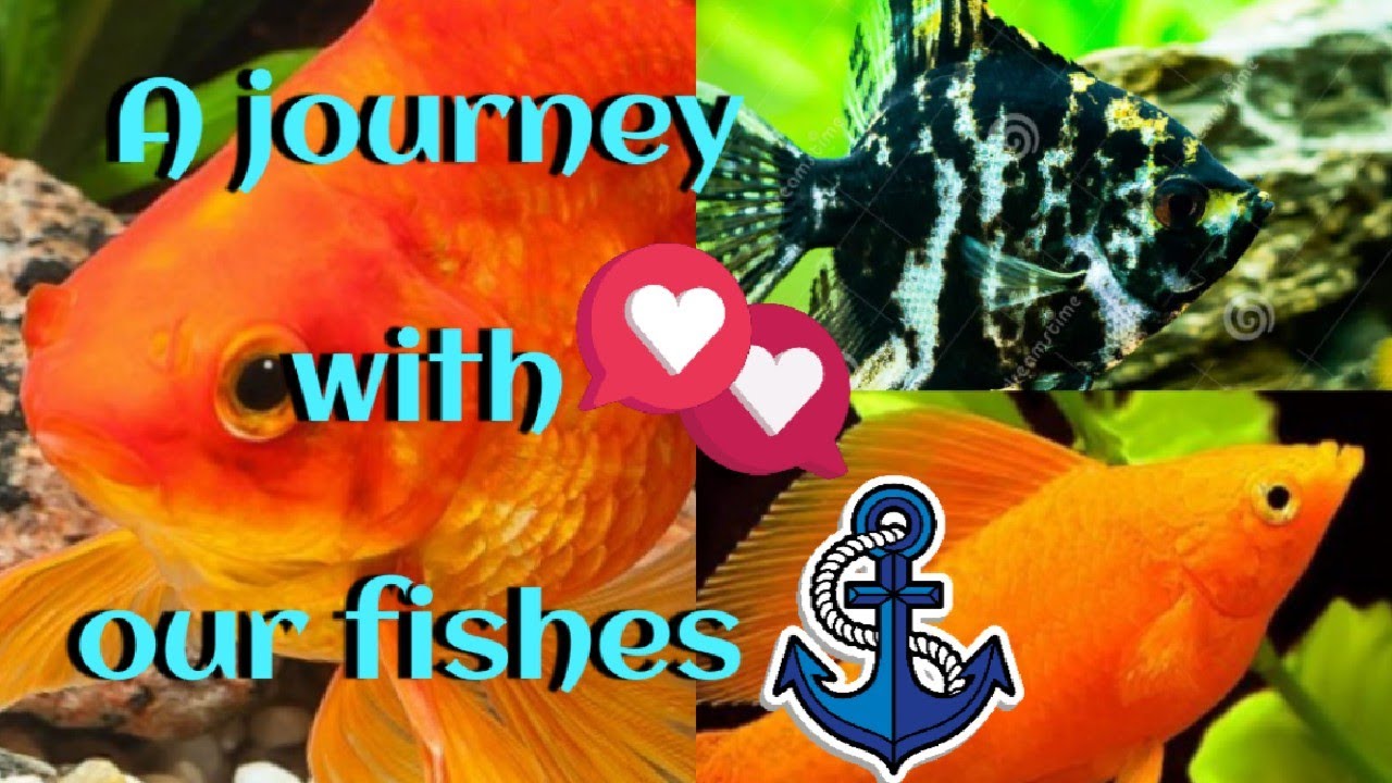 A journey with my fishes|😍 🥰my hobby |fish tank friends |small fish ...