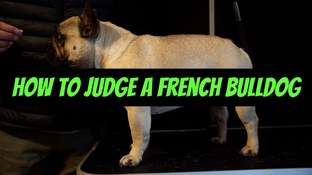 How to judge a French Bulldog? - YouTube