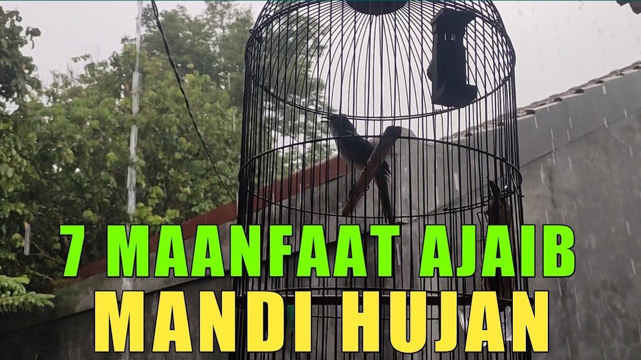 7 MANFAAT MANDI HUJAN UNTUK BURUNG TRUCUKAN - YouTube