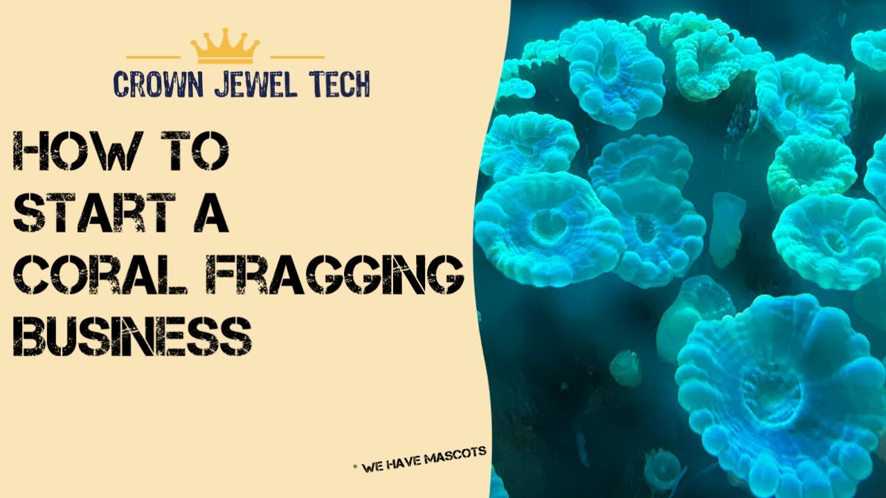 How to start a coral fragging business - episode 1 - YouTube