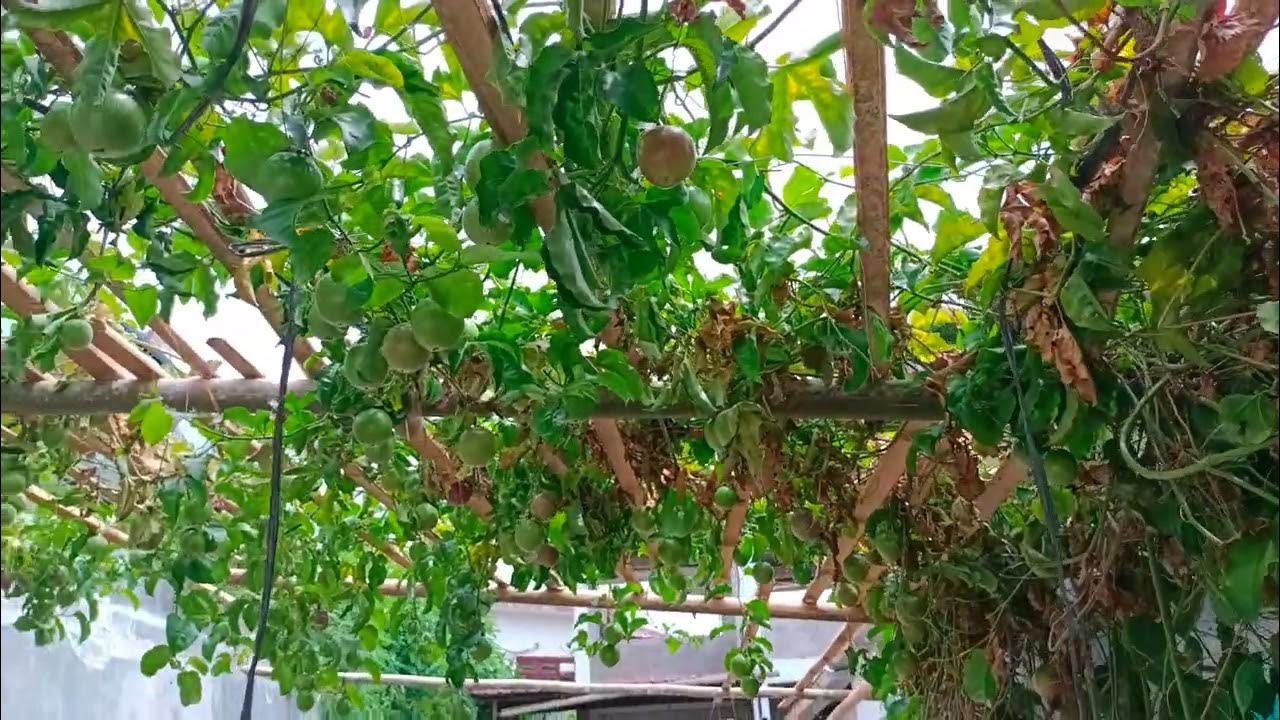 Budidaya Tanaman Markisa - YouTube