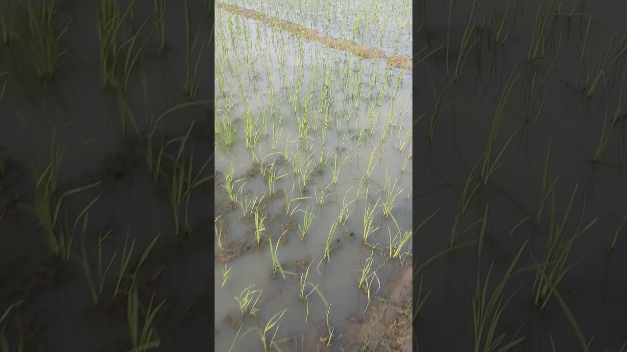 Dhan planting - YouTube