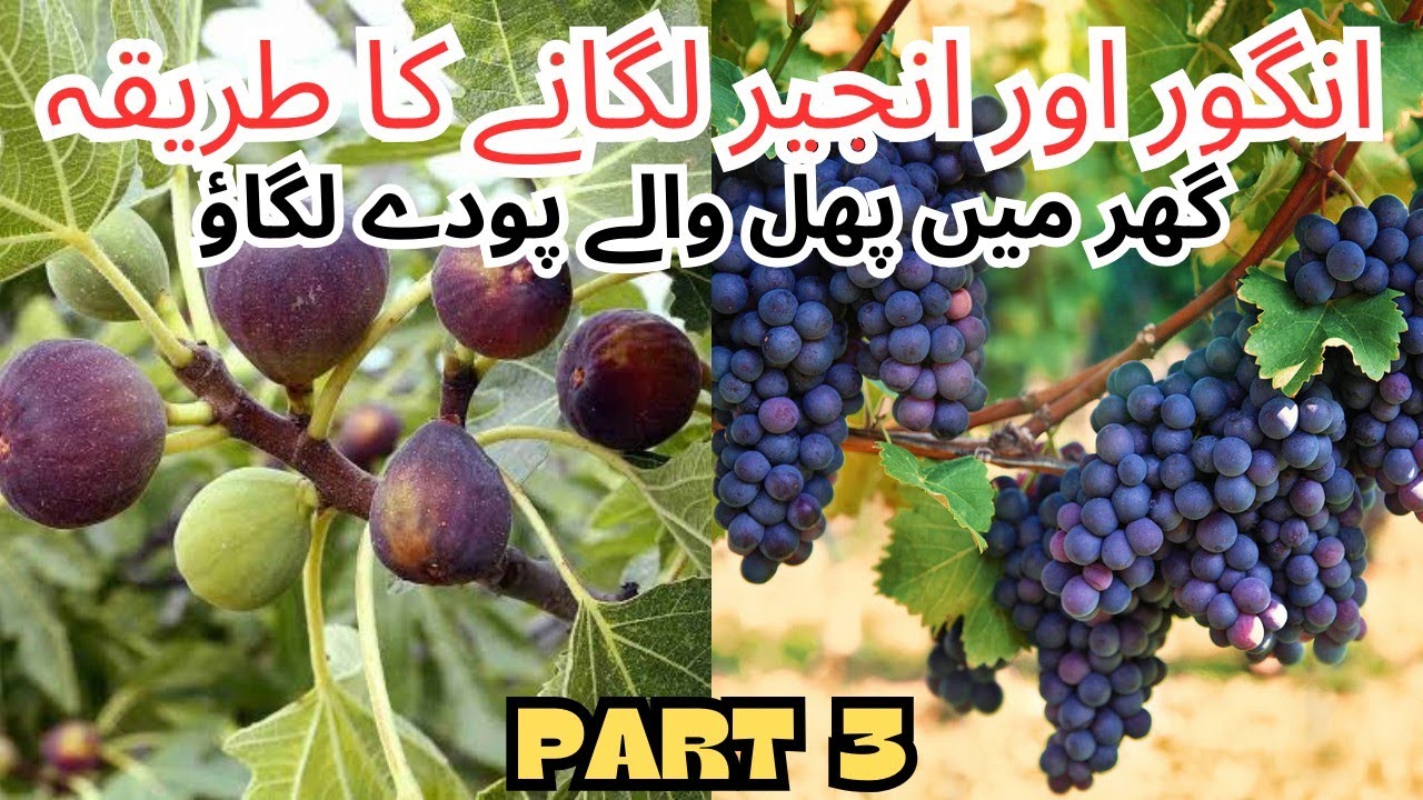 Fig And Grape vine growing method For Beginners. The Gardening Hub ...