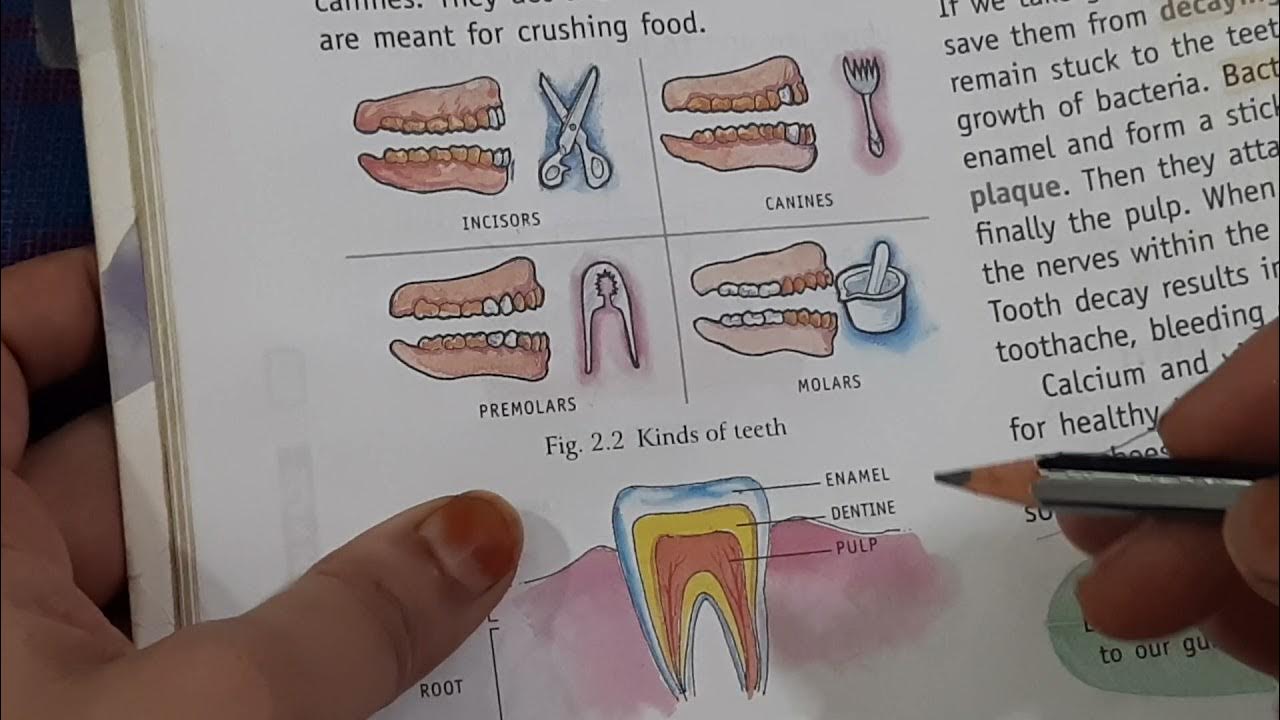 CLASS 4 SCIENCE CHAPTER 2 TEETH AND MICROBES - YouTube