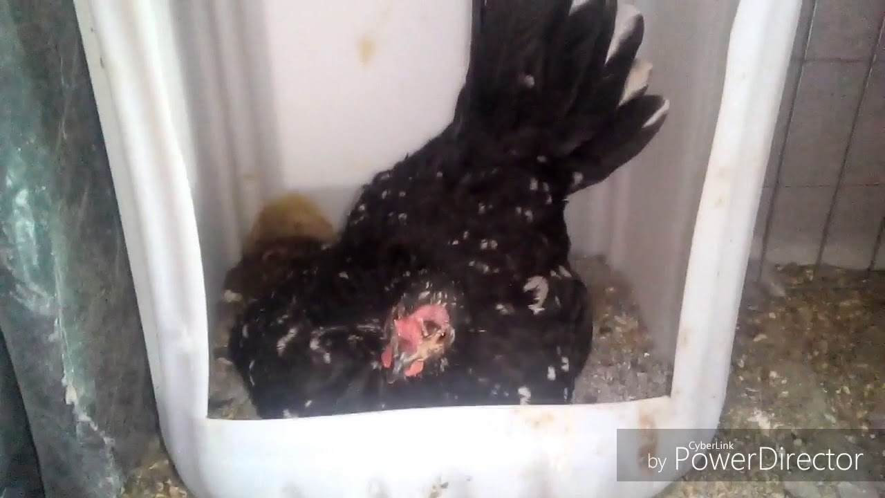 Gallina hechada con 13 huevos fertiles - YouTube
