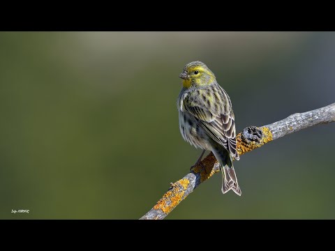 Küçük iskete [Serinus serinus]