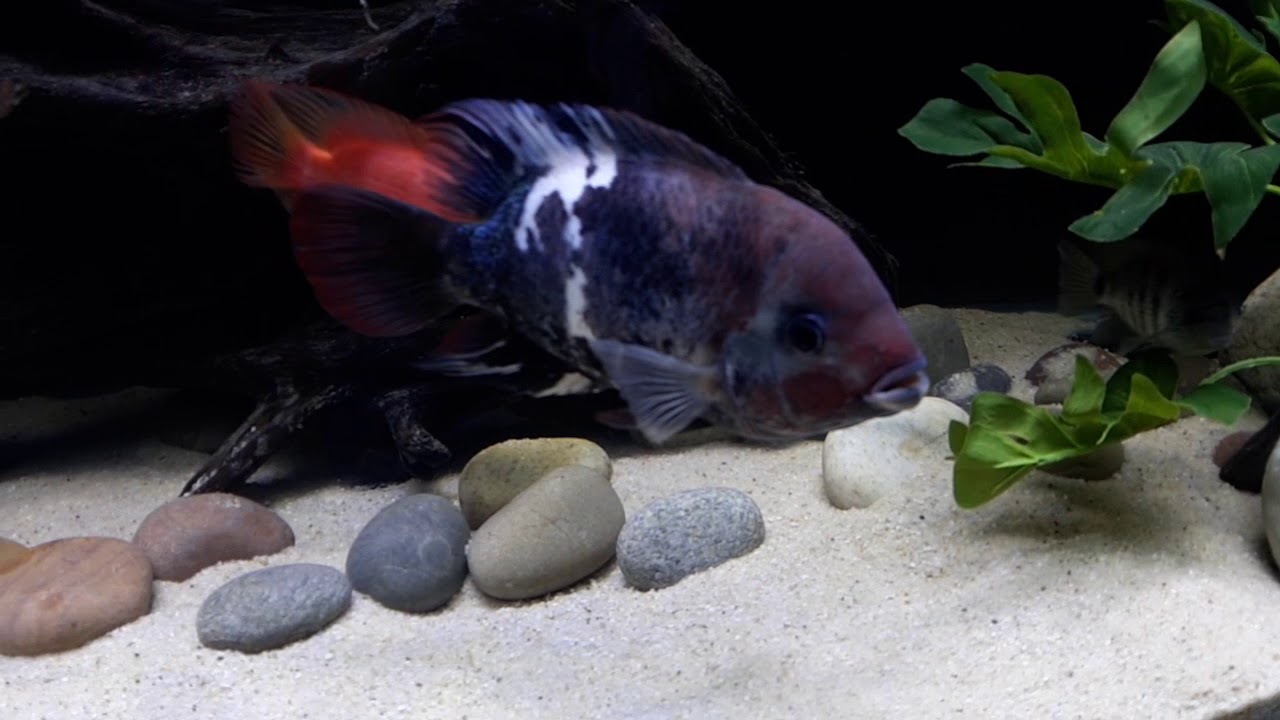 Marbled Fenestratus vieja named Mr Picasso - YouTube