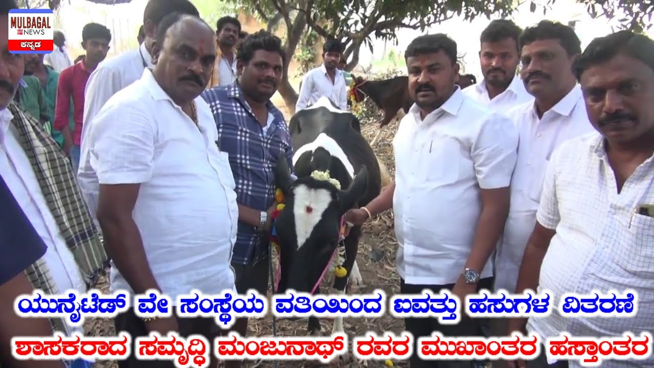 MLA SAMRUDDHI DISTRUBUTED 50 COWS @ M.N.HALLI BY UNITED WAY NGO - YouTube