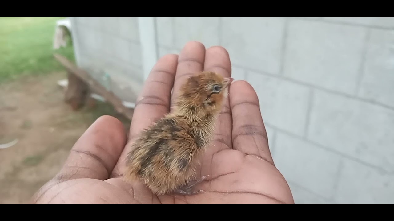 JUST HATCHED THE SMALLEST CHICK | QUAIL CHICK - YouTube