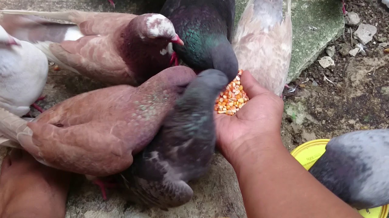 Serunya!!! Kasih makan merpati - YouTube