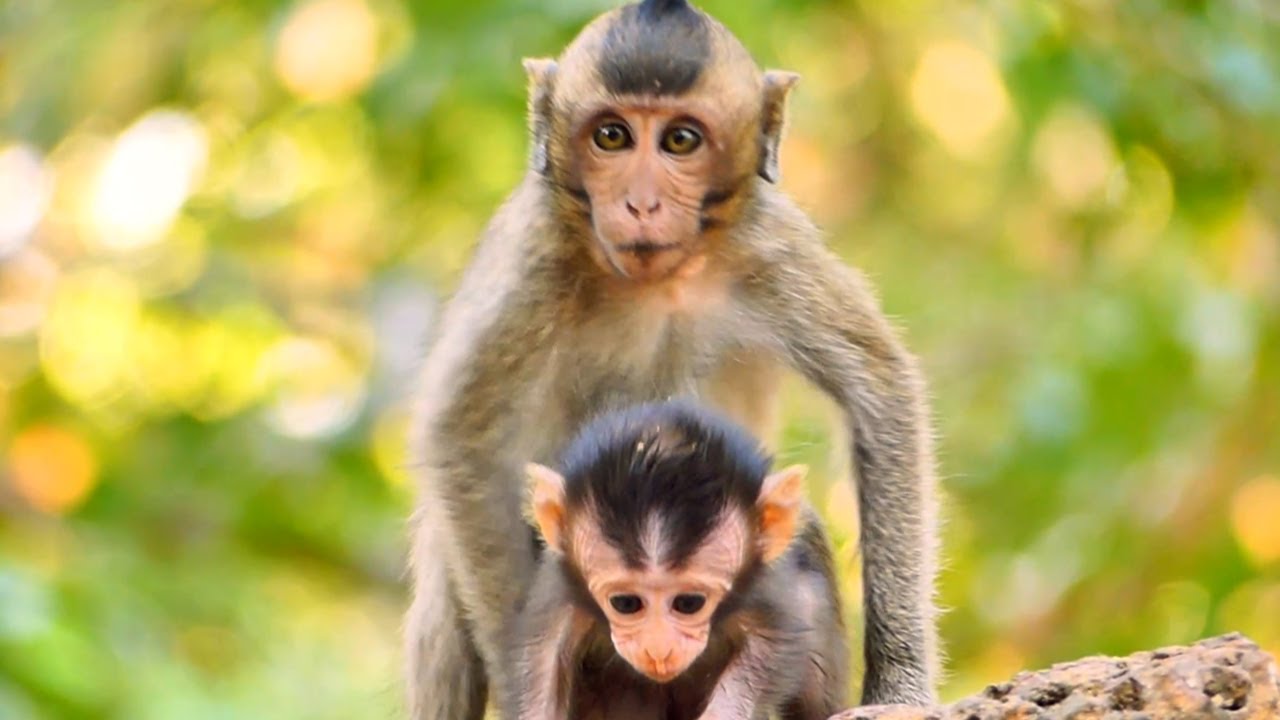 So adorable two little monkeys - YouTube