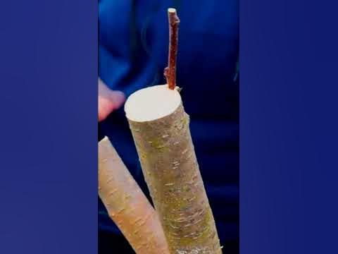 Самый простой способ прививки деревьев Прививка за кору 12 - YouTube