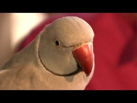 Parrot Saves Family from Fire - YouTube