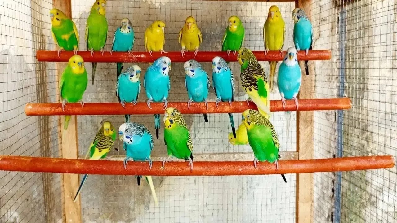Over 9 Hours of Budgies Singing, Playing & Talking 🐦🎶 | Non-Stop ...