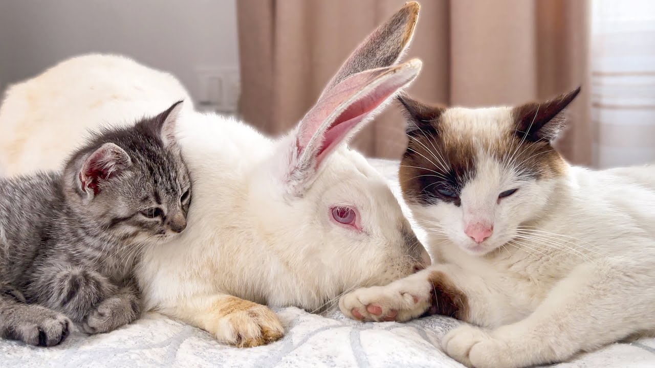 Cute Rabbit made friends with Cats - YouTube