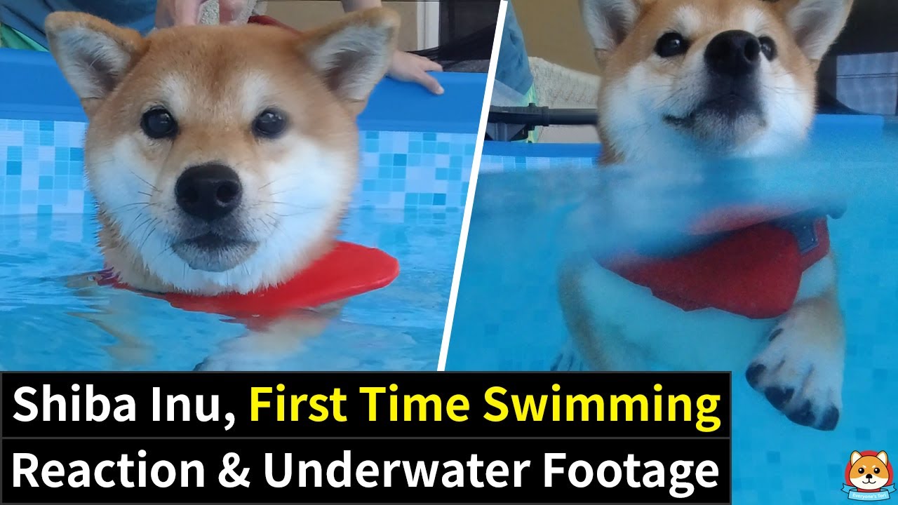 Shiba Inu Swimming - YouTube