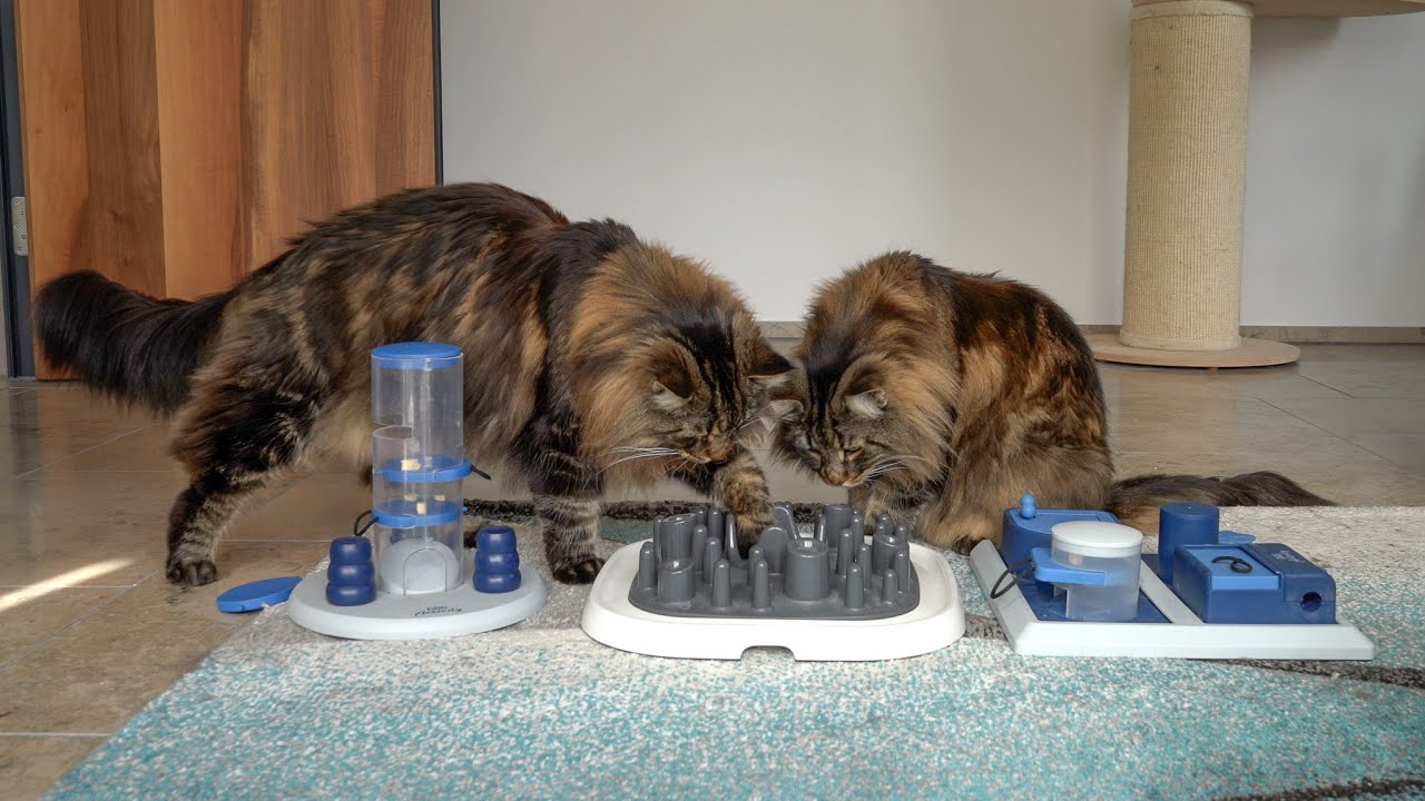 Our Cats Solving All of Their Dog Puzzles | Norwegian Forest Cats - YouTube