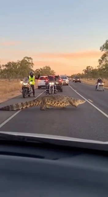 Croc Stops Traffic on an Outback Road — Safe Block, Clean Cross 🇦🇺🐊 ...