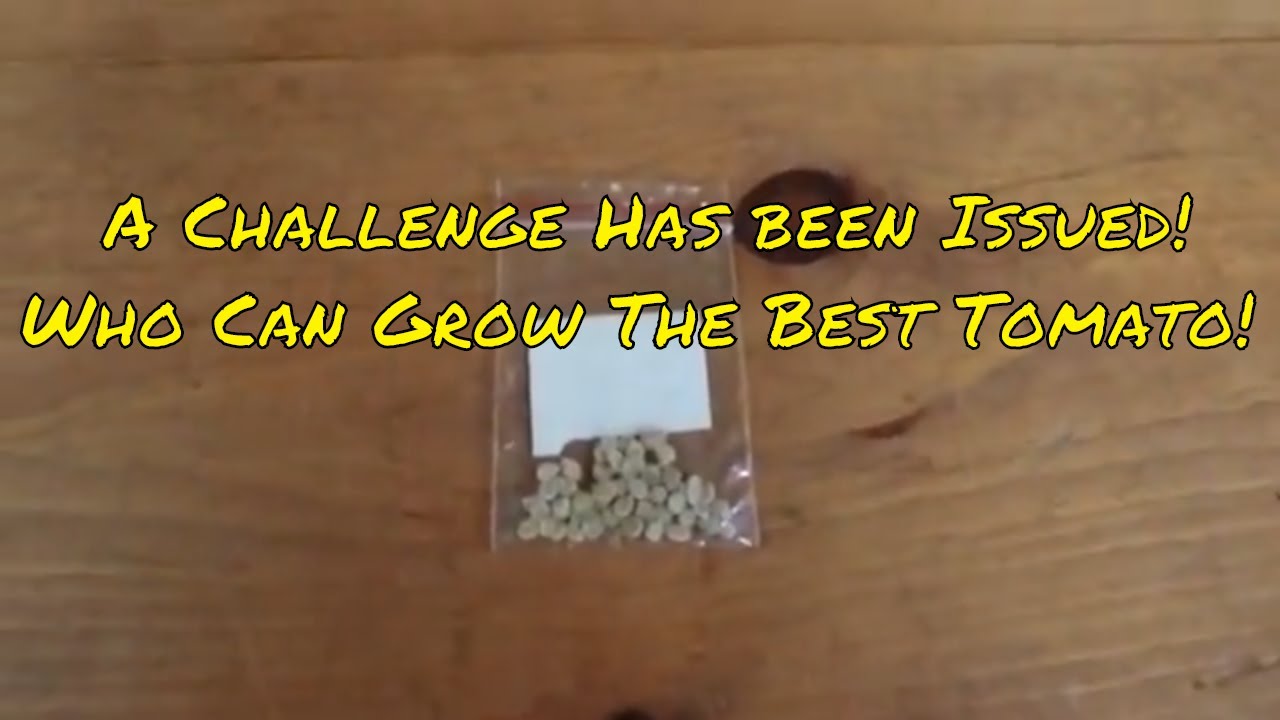 The Tomato Challenge Has Been Issued!! - YouTube