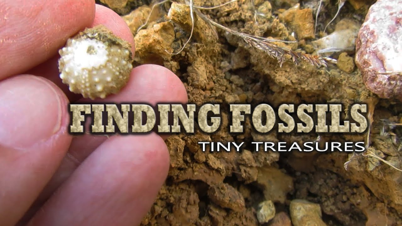 Finding Fossils - Tiny Treasures - YouTube