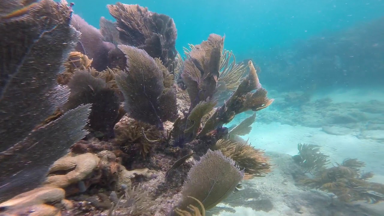 Snorkeling at Sombrero Reef (6-9-18) - YouTube