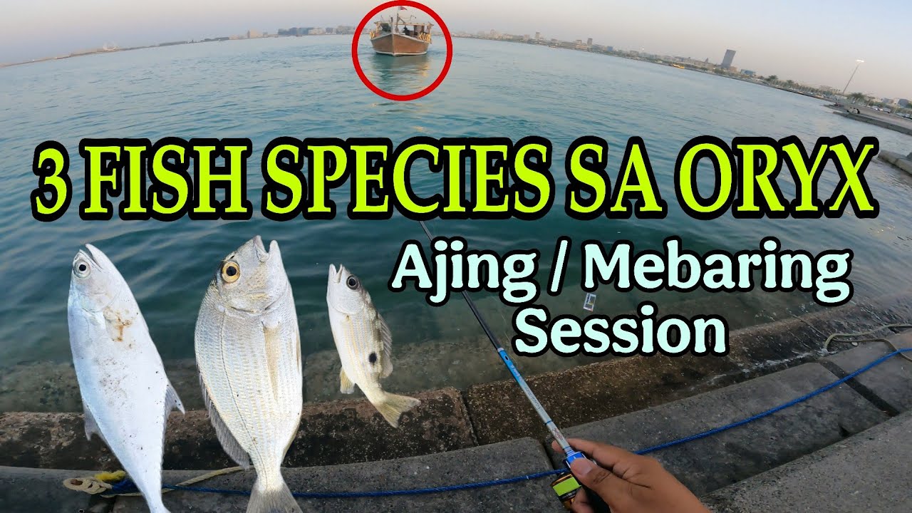 3 Fish Species sa Oryx Spot / Ajing / Mebaring #ajing #mebaring # ...