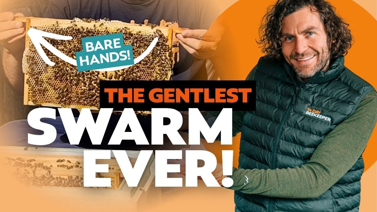 You Wont Believe How Calm These Bees Are! - YouTube