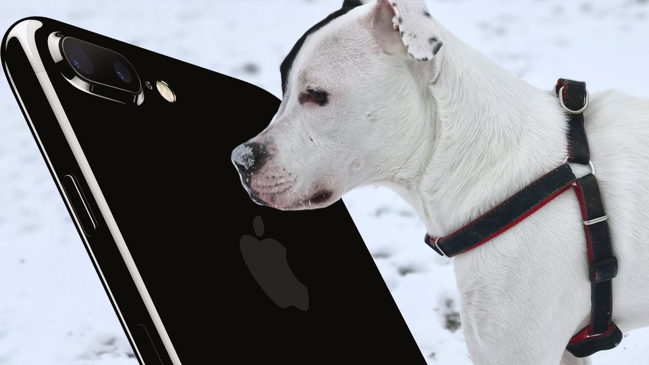 iPhone Portrait Mode VS Dogs - YouTube
