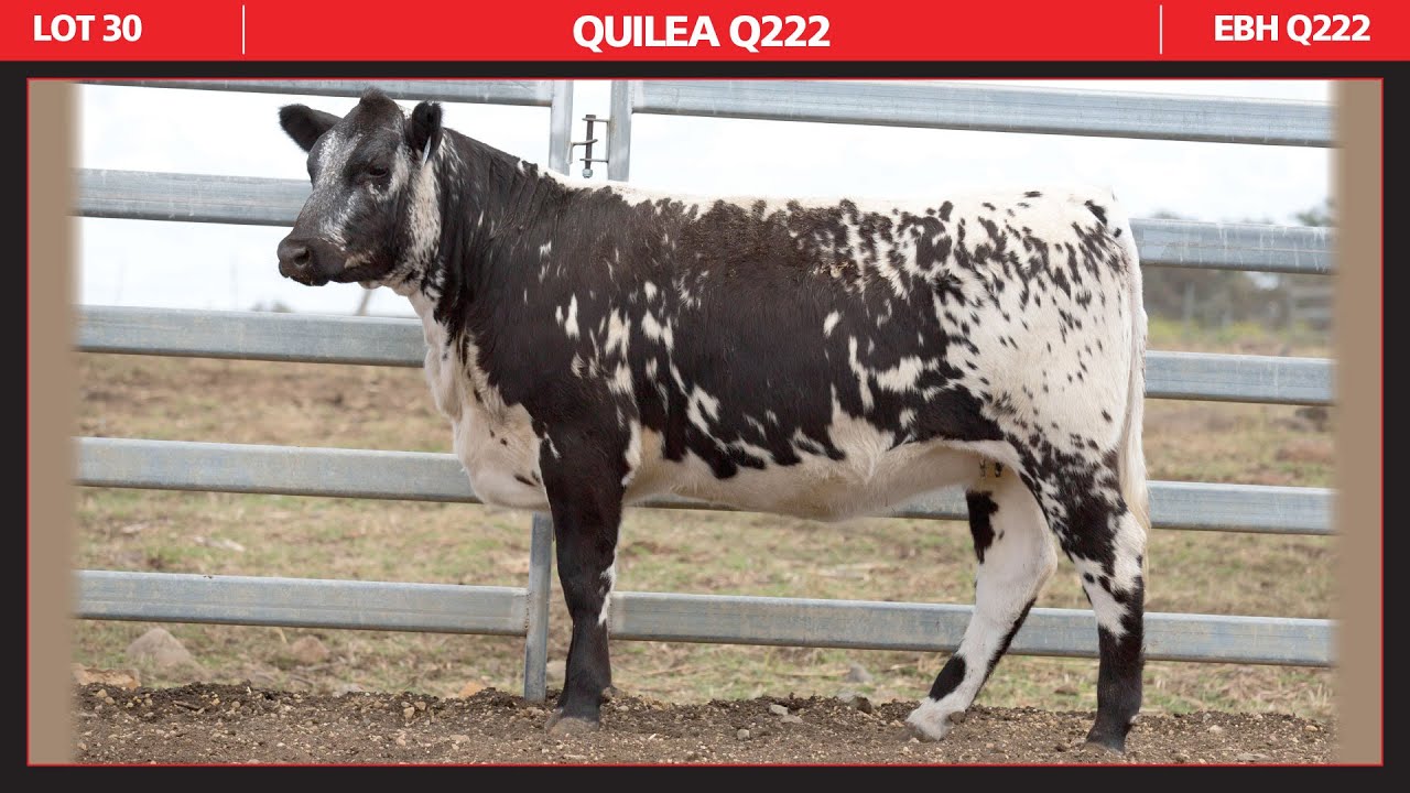 LOT 30 EBH Q222 - YouTube