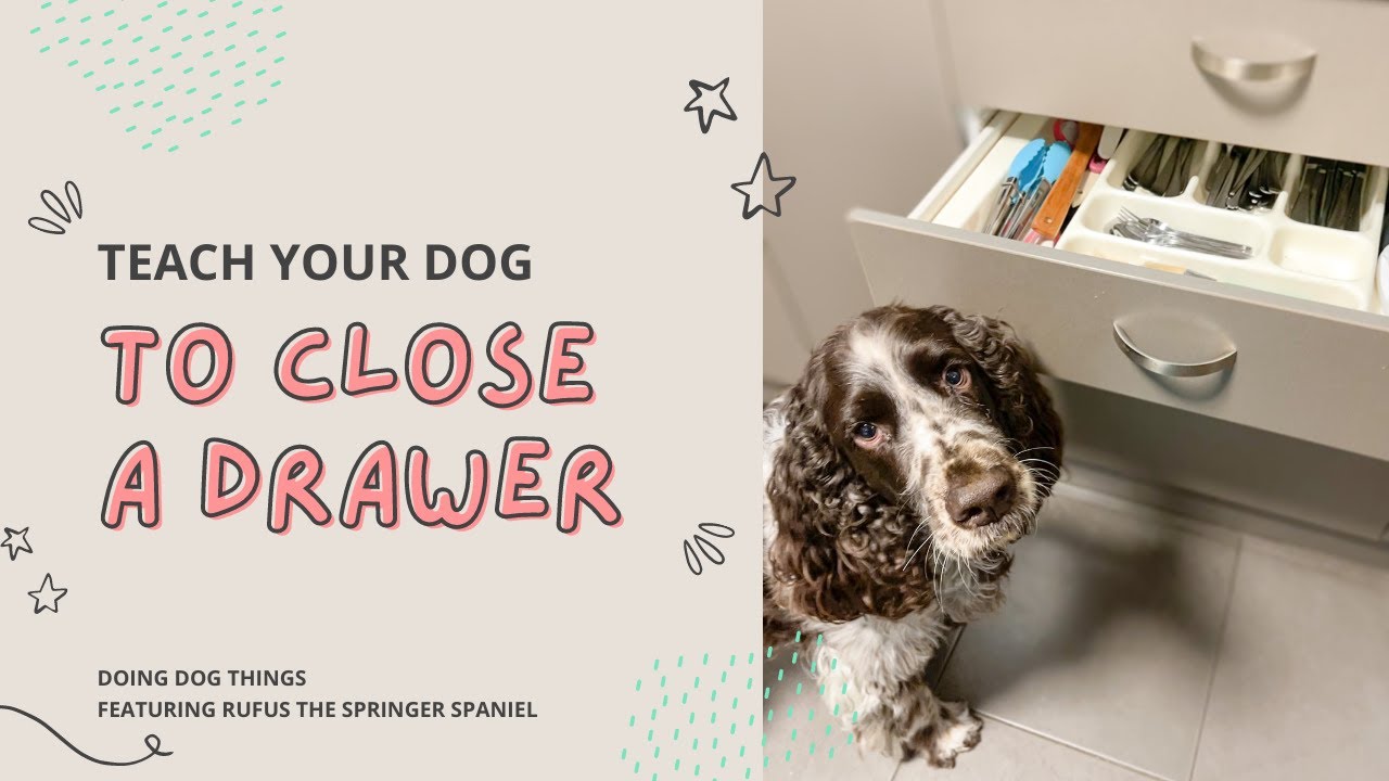 How To Teach Your Dog To Close A Drawer - YouTube