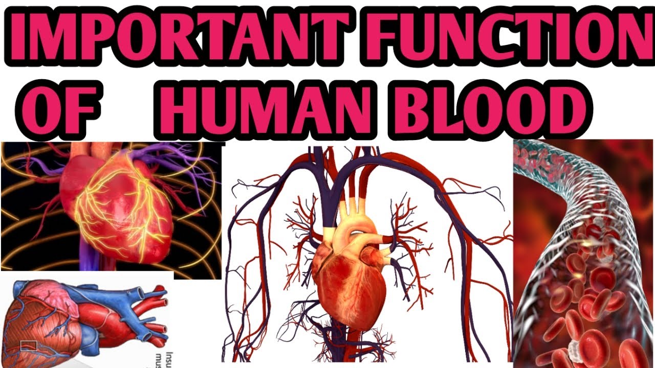 IMPORTANT FUNCTION OF/HUMAN BLOOD - YouTube
