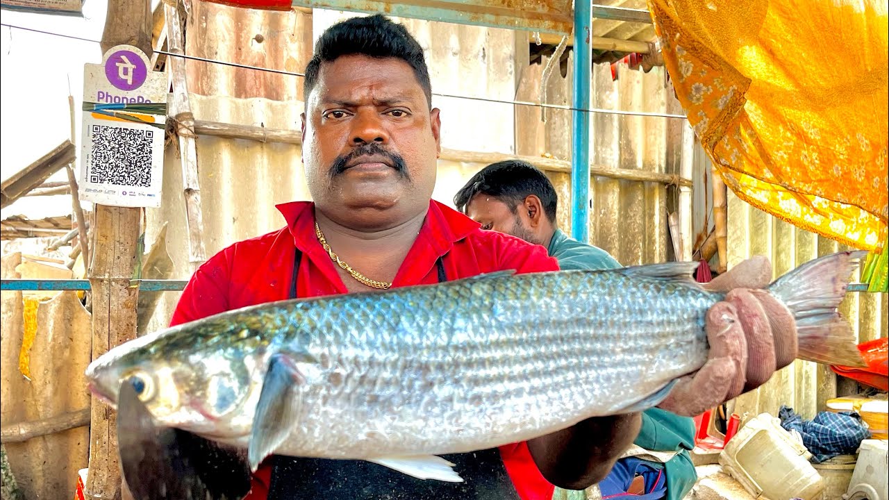 SPEED SELVAM💥BIG SIZE MULLET FISH CUTTING 🔪VIDEO | KASIMEDU | DIAMOND ...