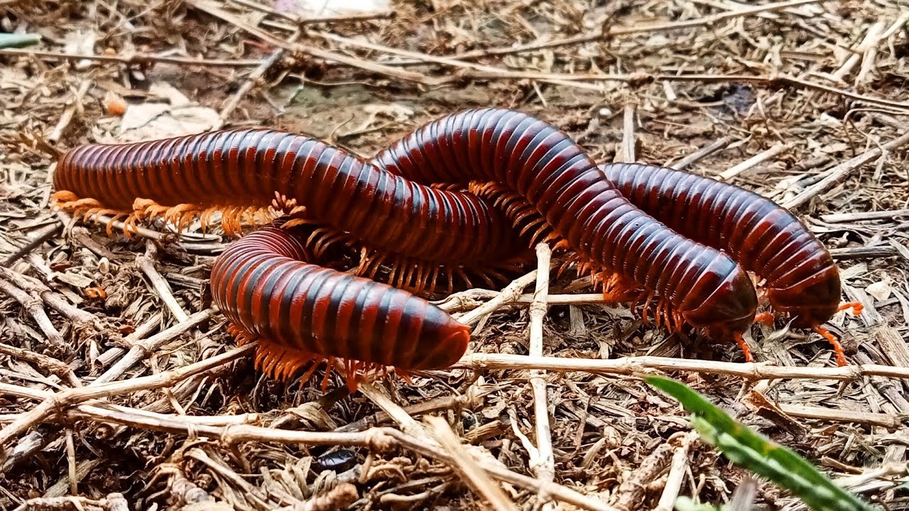 Hunting cute Snail, insect Millipede, Luwing, Kaki seribu, Siput ...
